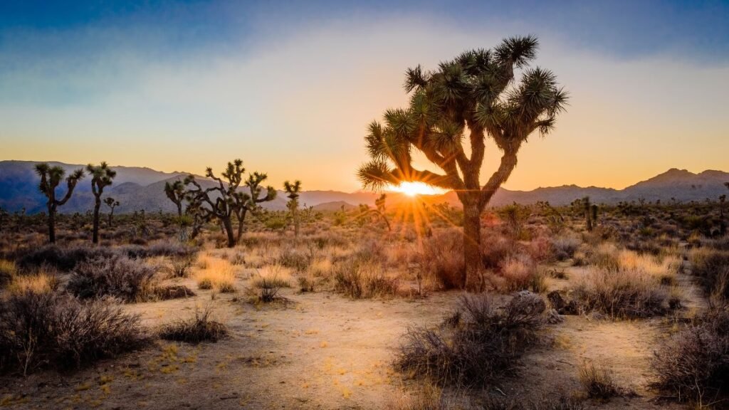 Is California A Desert? Things You Should Know